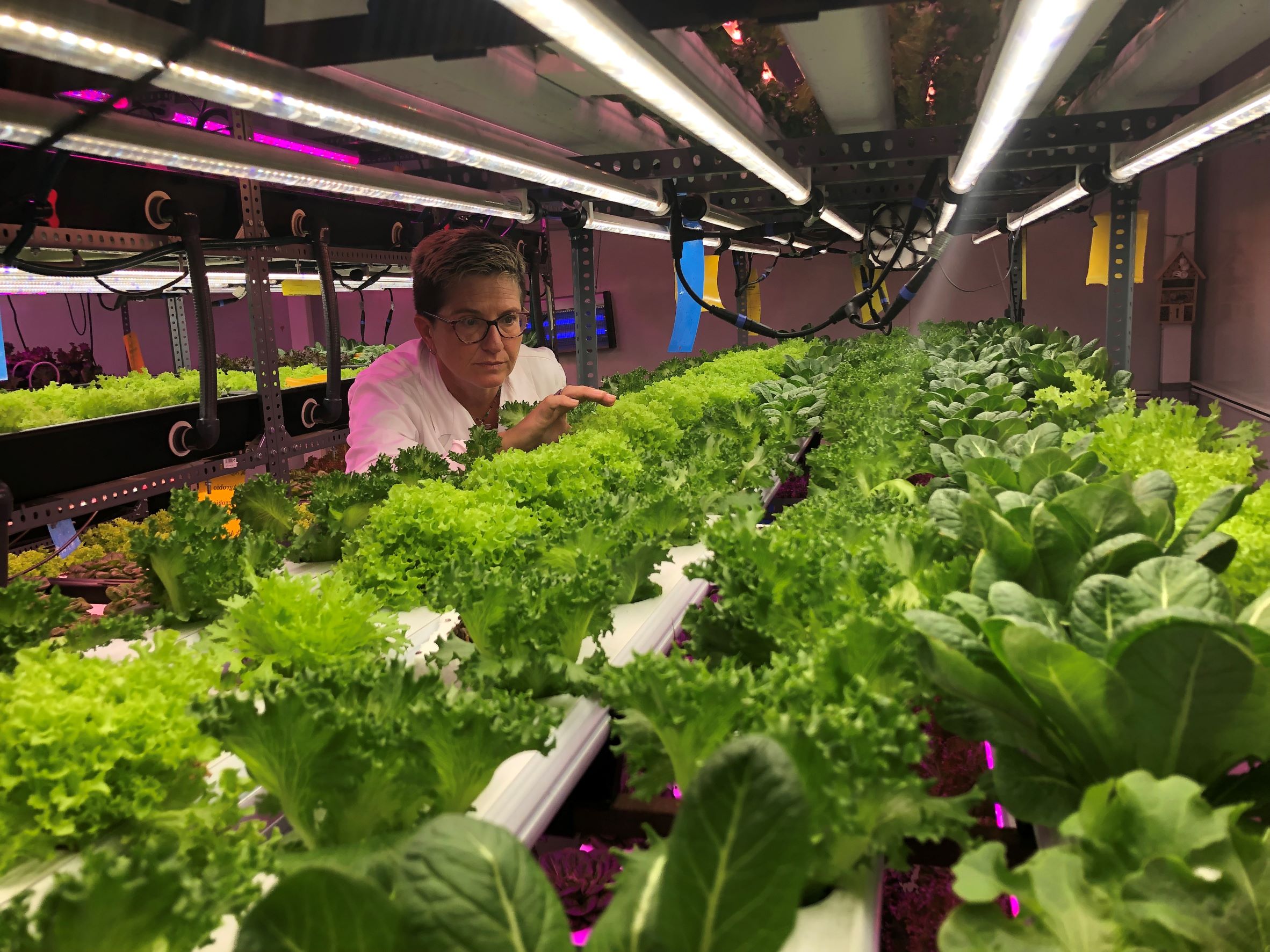 Oasis Urban Indoor Farm recruitement - Job offer, internship and ...