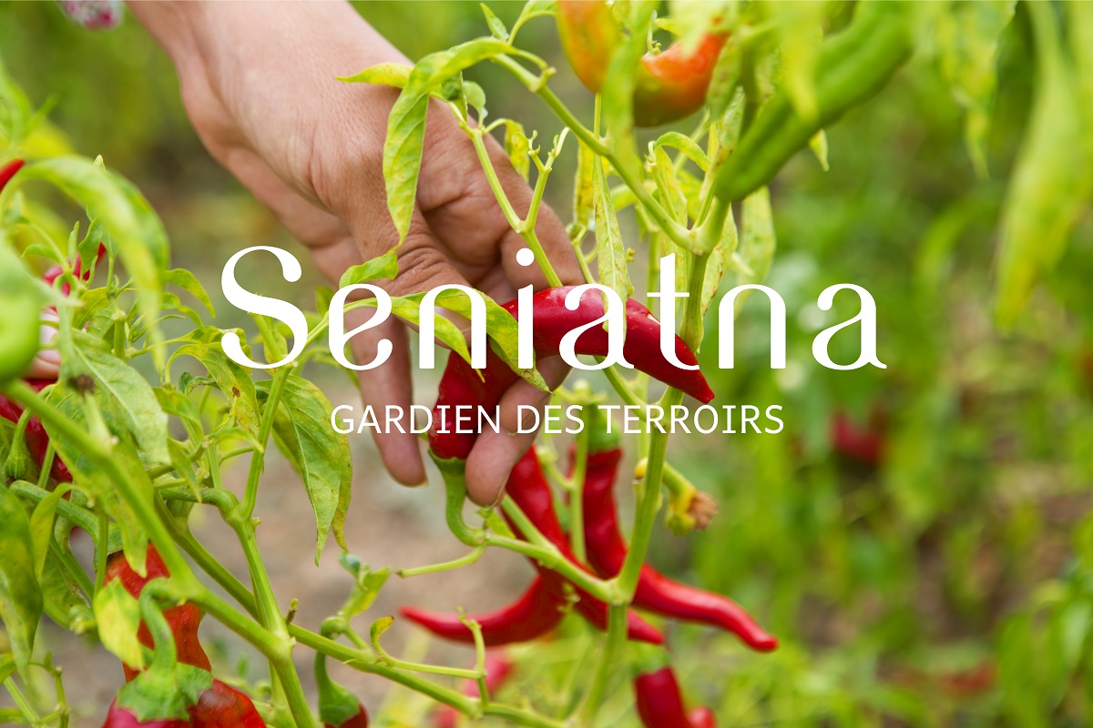 Seniatna recruitement - Job offer, internship and volunteering